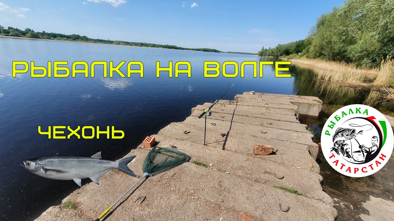 Отличная рыбалка на Волге - трофей Чехонь (Excellent fishing on the Volga - the Chekhov trophy)