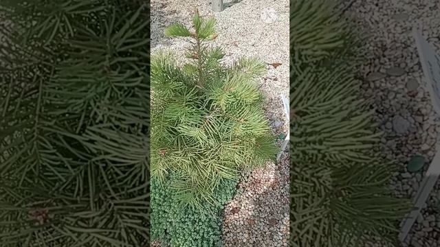 Пихта одноцветная на пике декоративности. #Shorts