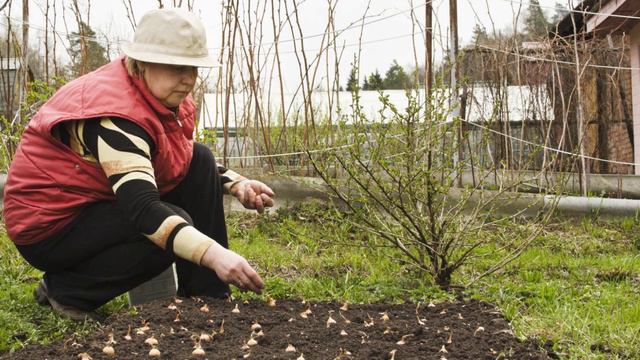 Бабкин огород Автор музыки и исполнитель Николай Жуков сл. А. Зенцов Авт НРудакова