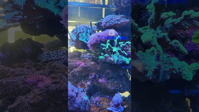 морской аквариум