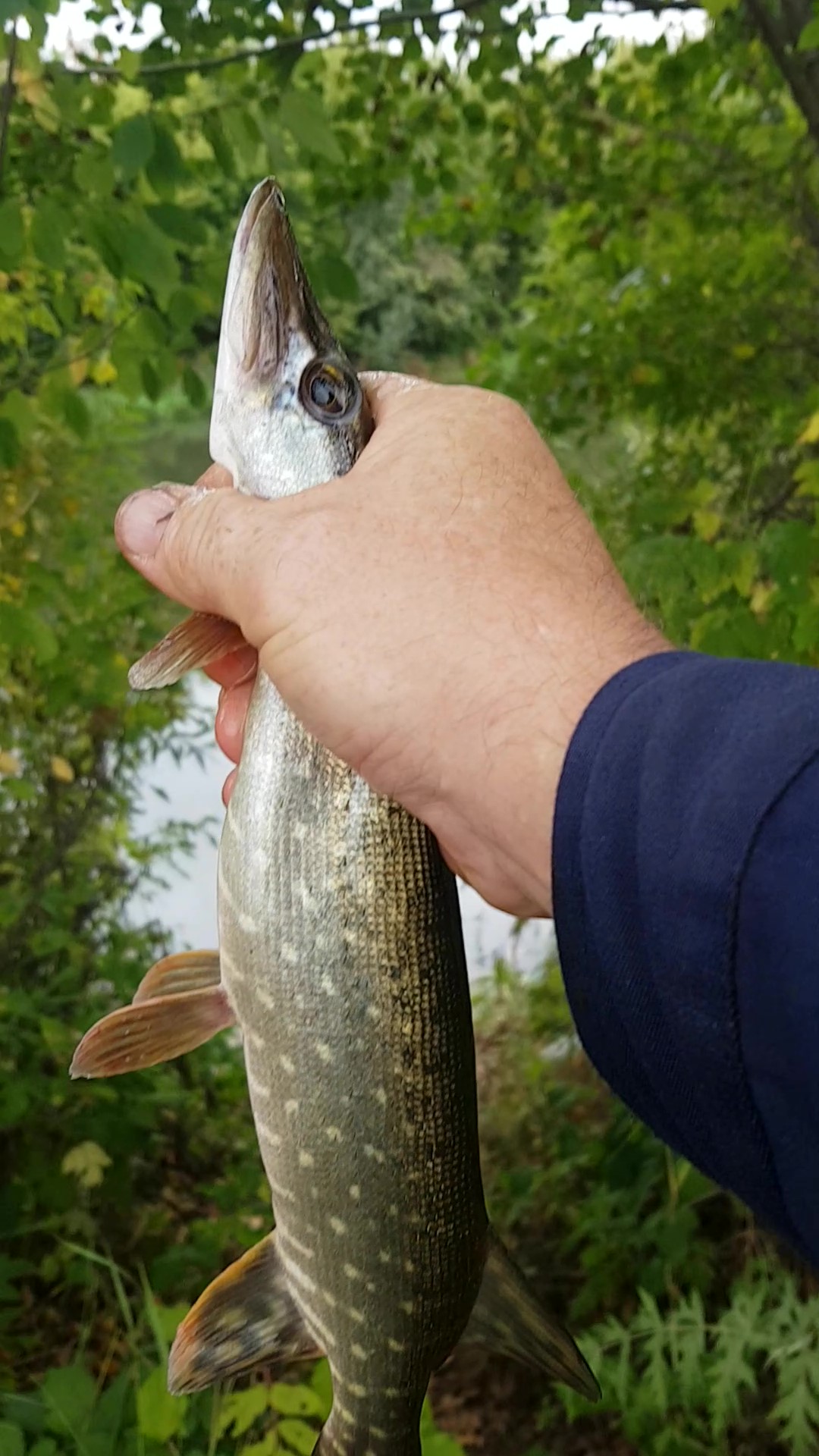 " Карандашик".