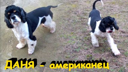 Даня - американец на передержке