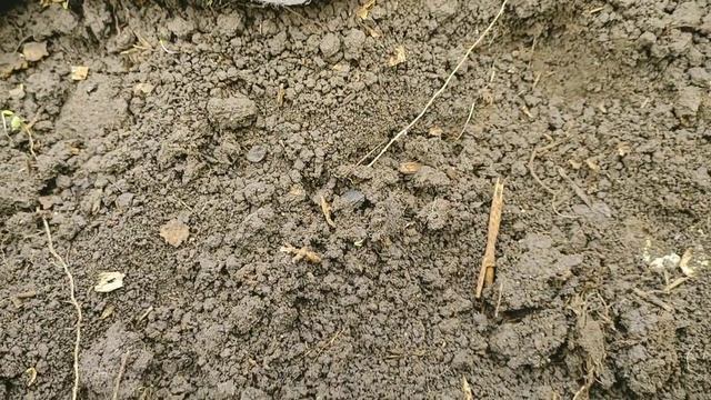 Обзор огорода. Компост 1.10.2021.mp4