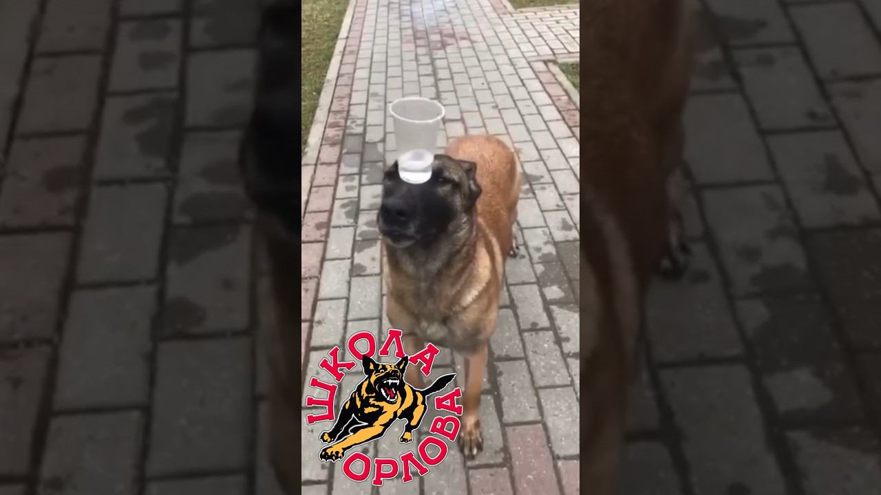 Отвечаем на вопрос: «Кто может принести стакан воды в старости».