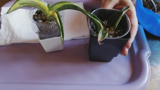 Продолжение реанимации сансевиерии из Индонезии