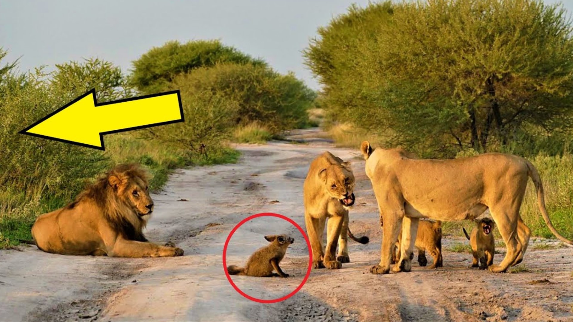 Львы уже готовились съесть лисёнка! Не поверите, кто пришёл к нему на помощь!