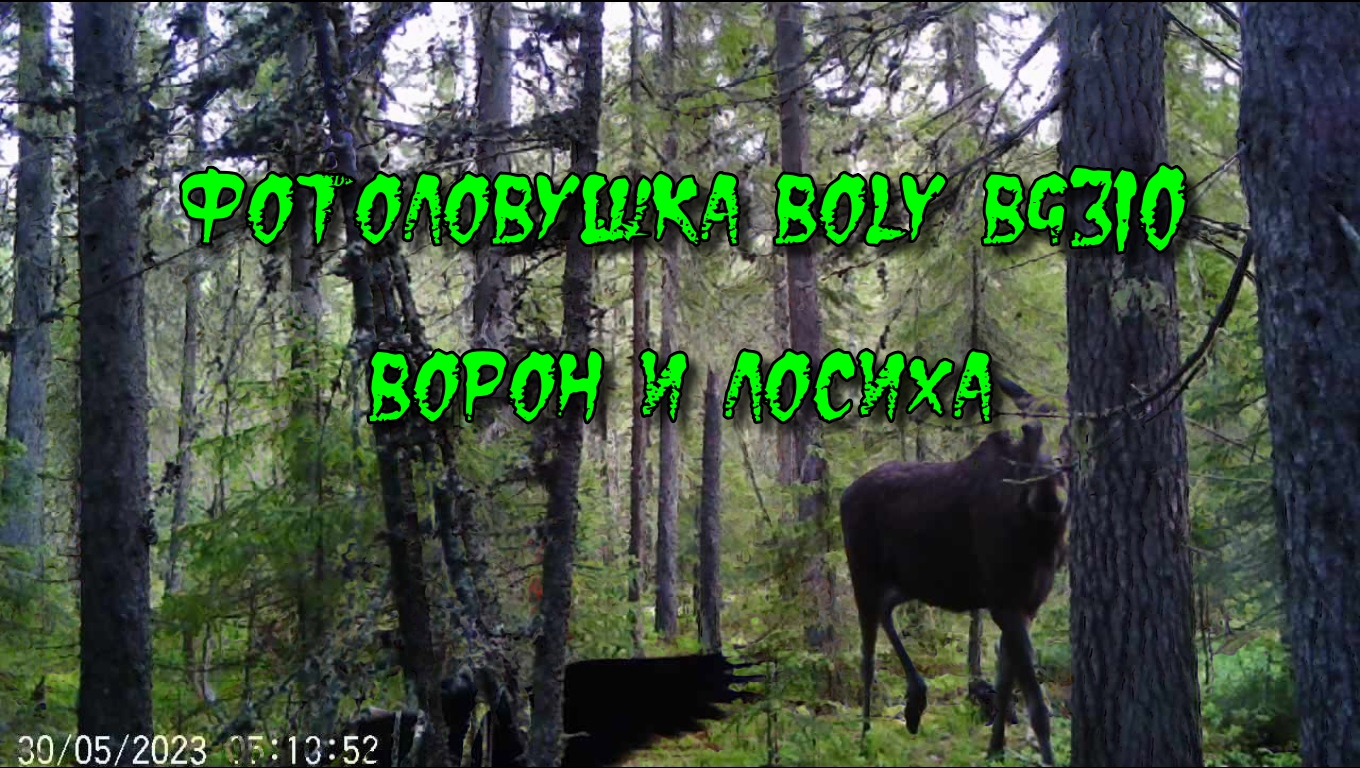 Ворон и лосиха. Фотоловушка BOLY BG310