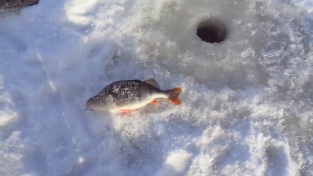 Окунь-горбач.