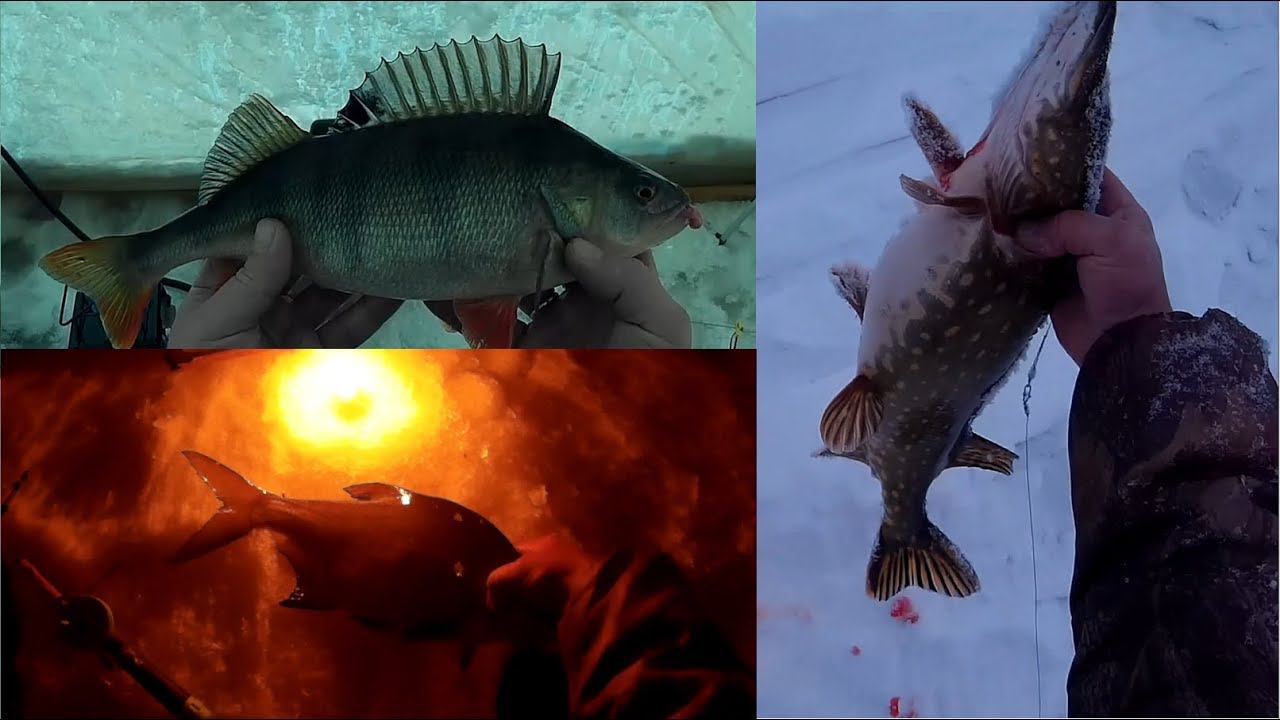Итоги зимнего сезона 2018 года. The biggest fish of the winter season 2018