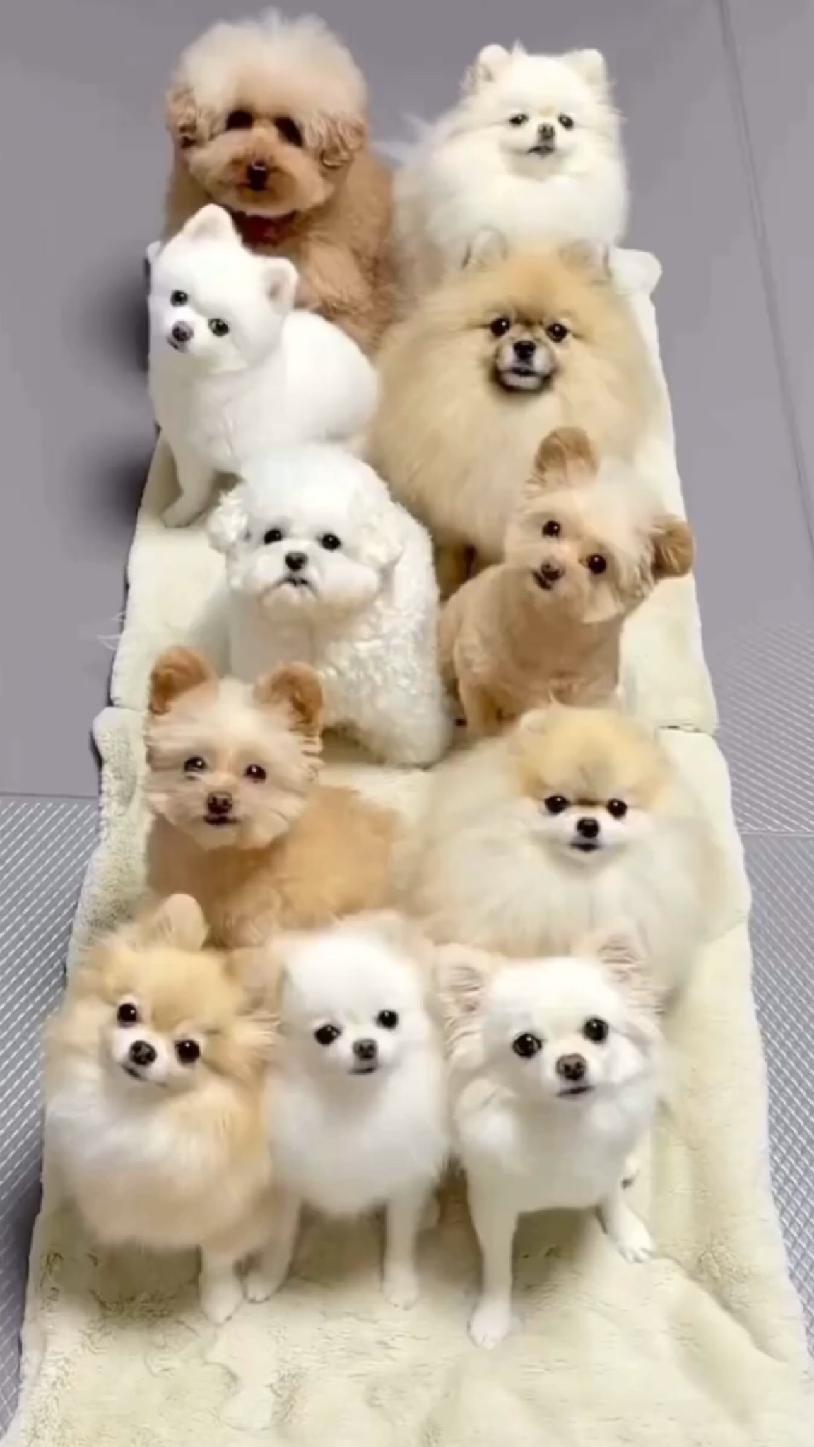 ?Смешная собака! ?Веселый маленький пёс! ?Милейшие щенки! Смешное видео про животных!?