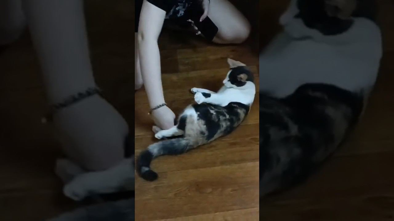 Кошкова карусель #всегопонемногу #котики #кошка #кошки #приколы