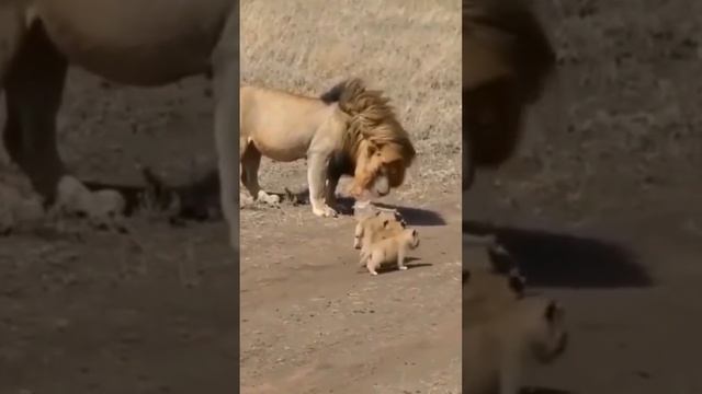 Молодец слоник.mp4