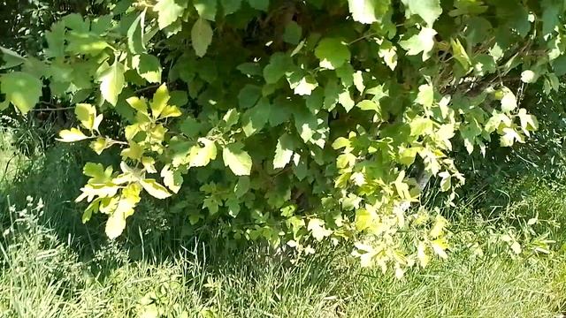 Густая трава вдоль заросшего оврага