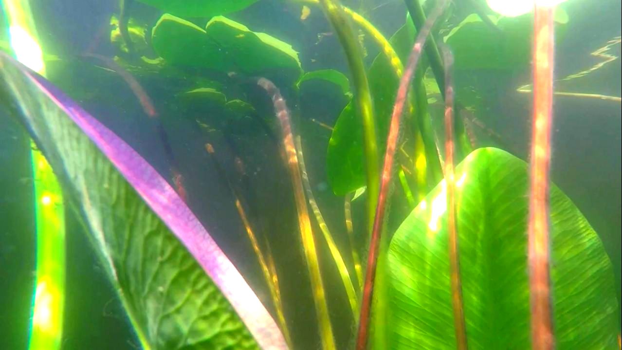 ПОДВОДНЫЙ МИР МЕЩЕРЫ