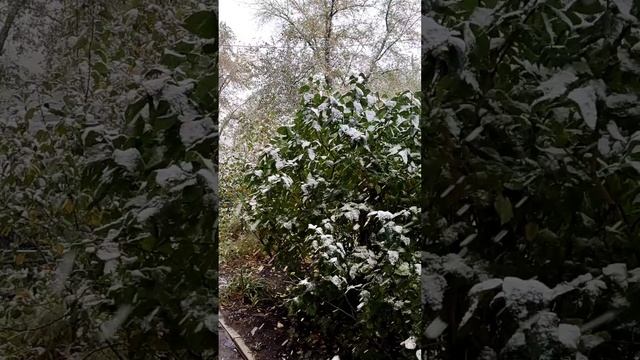 Первый снег.г.Омск.27.09.2022г