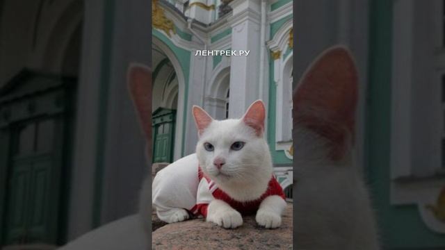 Эрмитажные коты #shorts