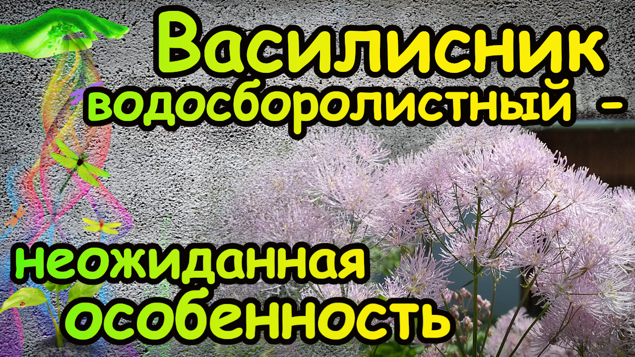 Василисник водосборолистный