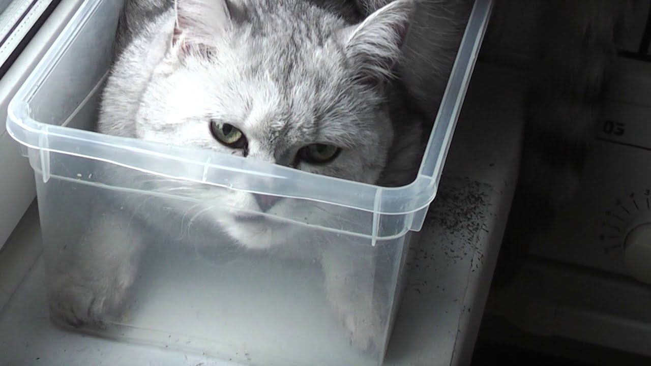 Пушок - реальный наркоман 2