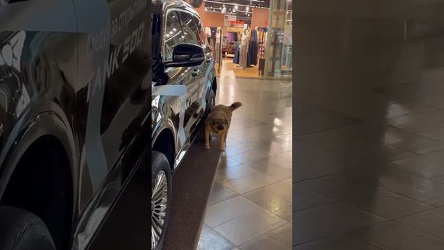 чуствует китайское гГГГГ)))