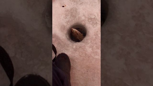 #kola #north #fishing #рыбалка #кольский #рыба