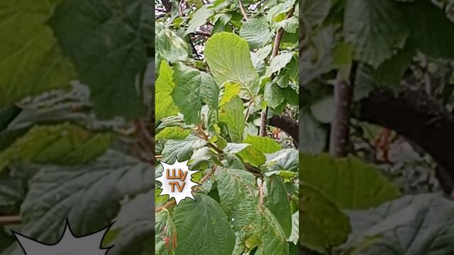 Улыбка утра.. #белка #белочка #Москва #Строгино