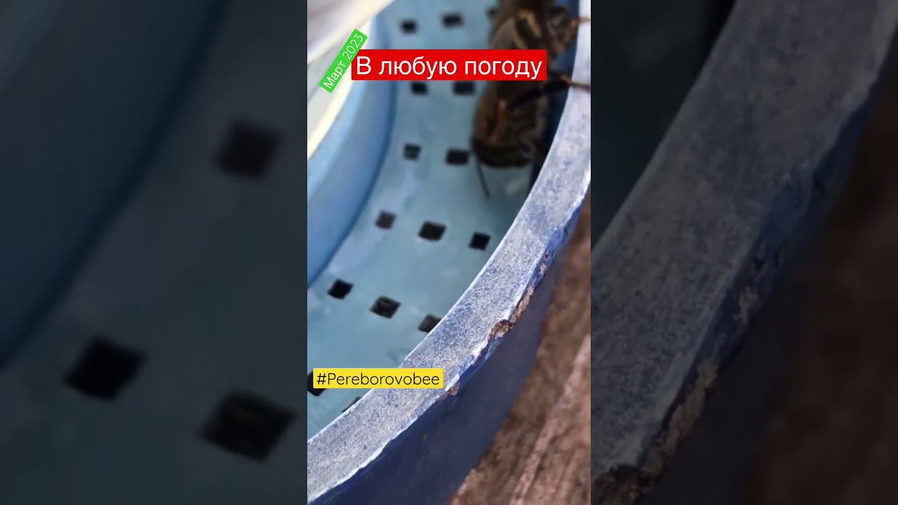 Вода нужна в любую погоду? #pereborovobee #вода #пчеловодство #пасека