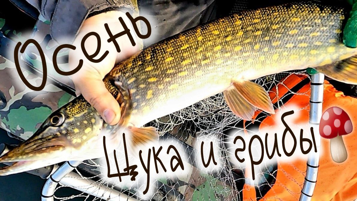 Как поймать щуку набрать красных грибов в октябре , How to catch pike and collect red mushrooms