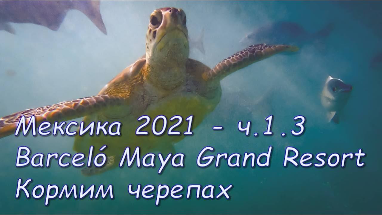 Мексика ч.1.3. Barcelo Maya Grand Resort. Кормим черепах.