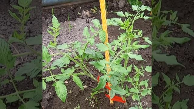 Огород 22.07.22.