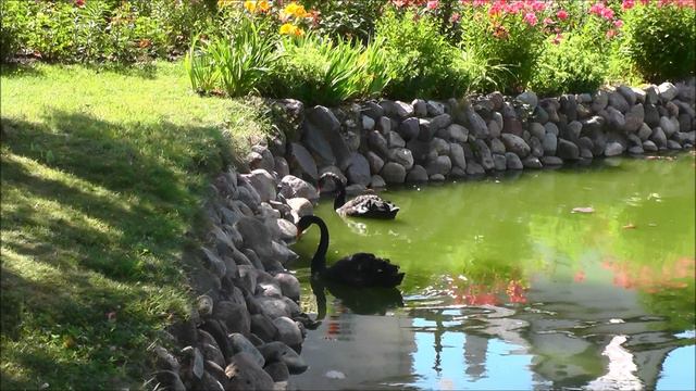 Чёрные лебеди в монастырском пруду