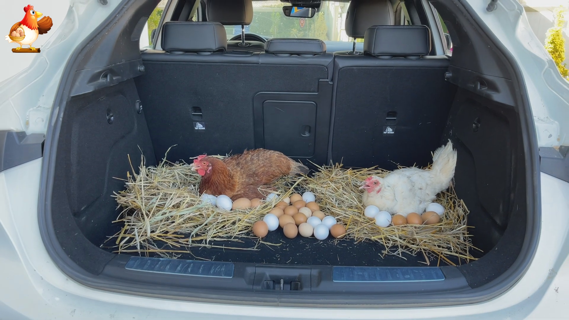 Гнезда курам в багажнике машины и несушки довольны??????