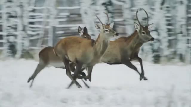 Имиджевый фильм «Представительство в Сибири» для компании CATERPILLAR | FreeMotion Group