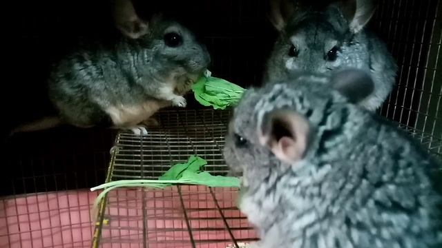 Мы делили подорожник. Семейство шиншилл завтракает