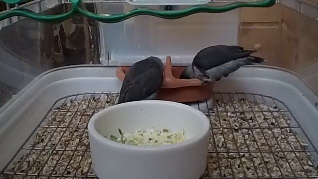 Птенцы масковых неразлучников, черная мутация.