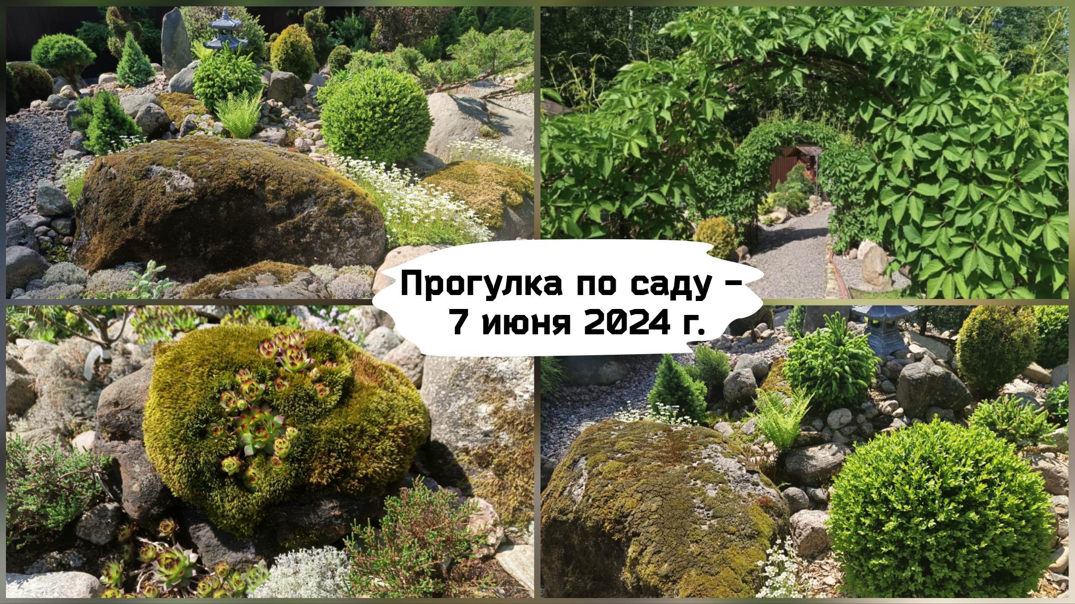 Прогулка по саду - 7 июня 2024 г.