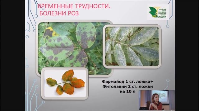 Выращивание роз