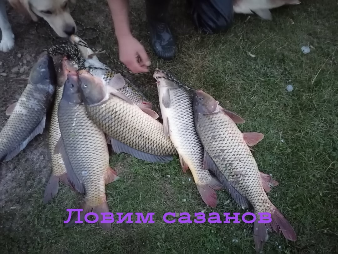 Каша на всю мирную рыбу! Сазаны довольны!