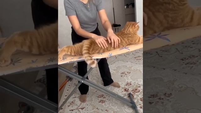 Как надо гладить котэ