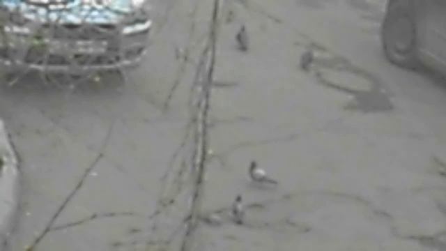 Весна. Голуби ходят по асфальту. DSCN5267