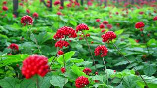 Женьшень. Лекарственное растение