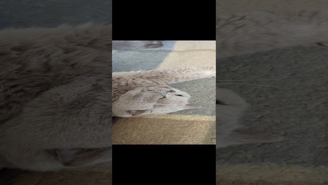 Грёбаный кроватколюб, аморальный подушкофил, серийный засыпальник...?