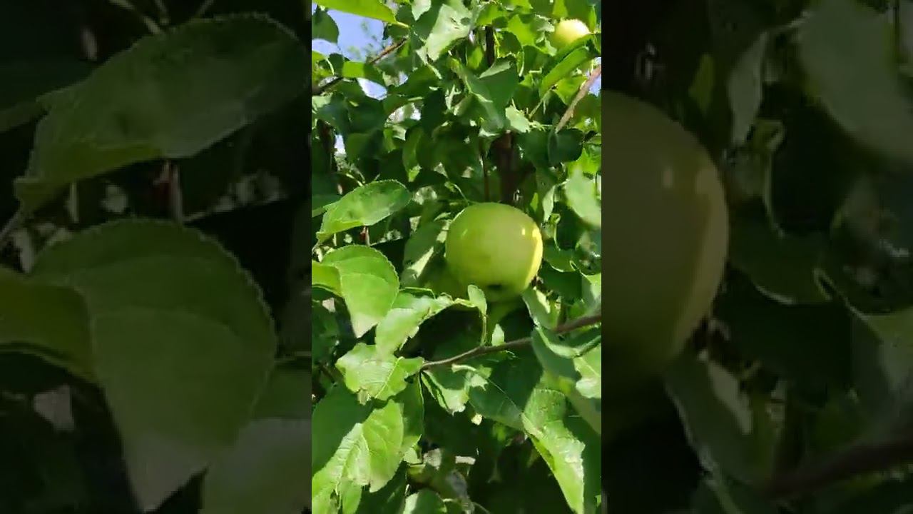 Яблоня Пинова 14.08.22