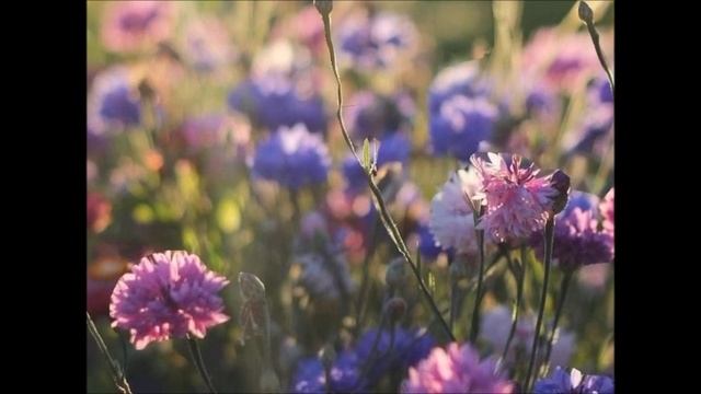 Есть особая прелесть в цветах полевых