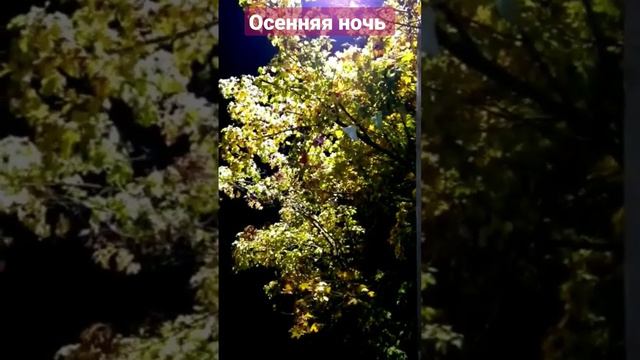 Осенняя ночь. Александра Миркушова