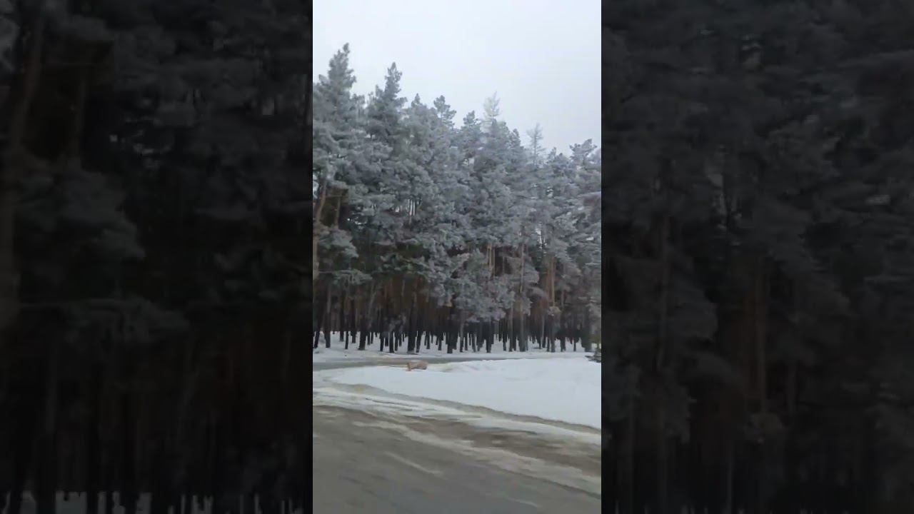 #shorts красивый лес после утреннего тумана в Воронеже