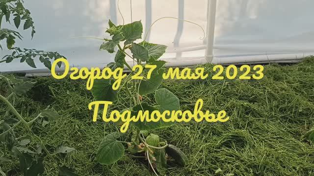 Первый урожай 27 мая 2023