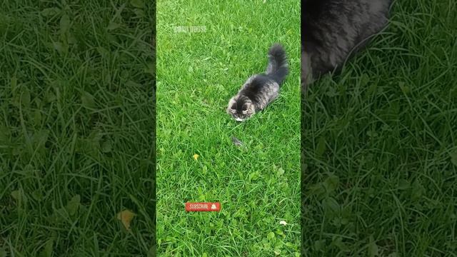 Ну что за лев этот тигр?