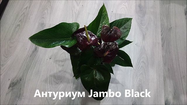 Антуриум Jambo Black (Джамбо Блэк)