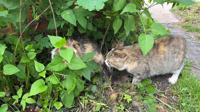 Ребята давайте жить дружно