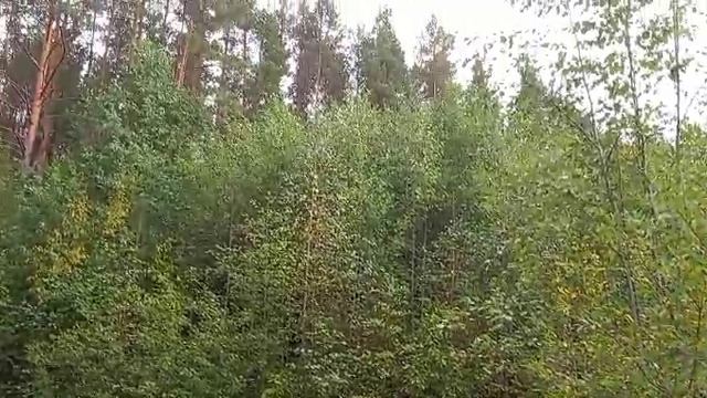 Рубанов Аркадий, 15 лет, Н.М. Рубцов "Видение на холме"